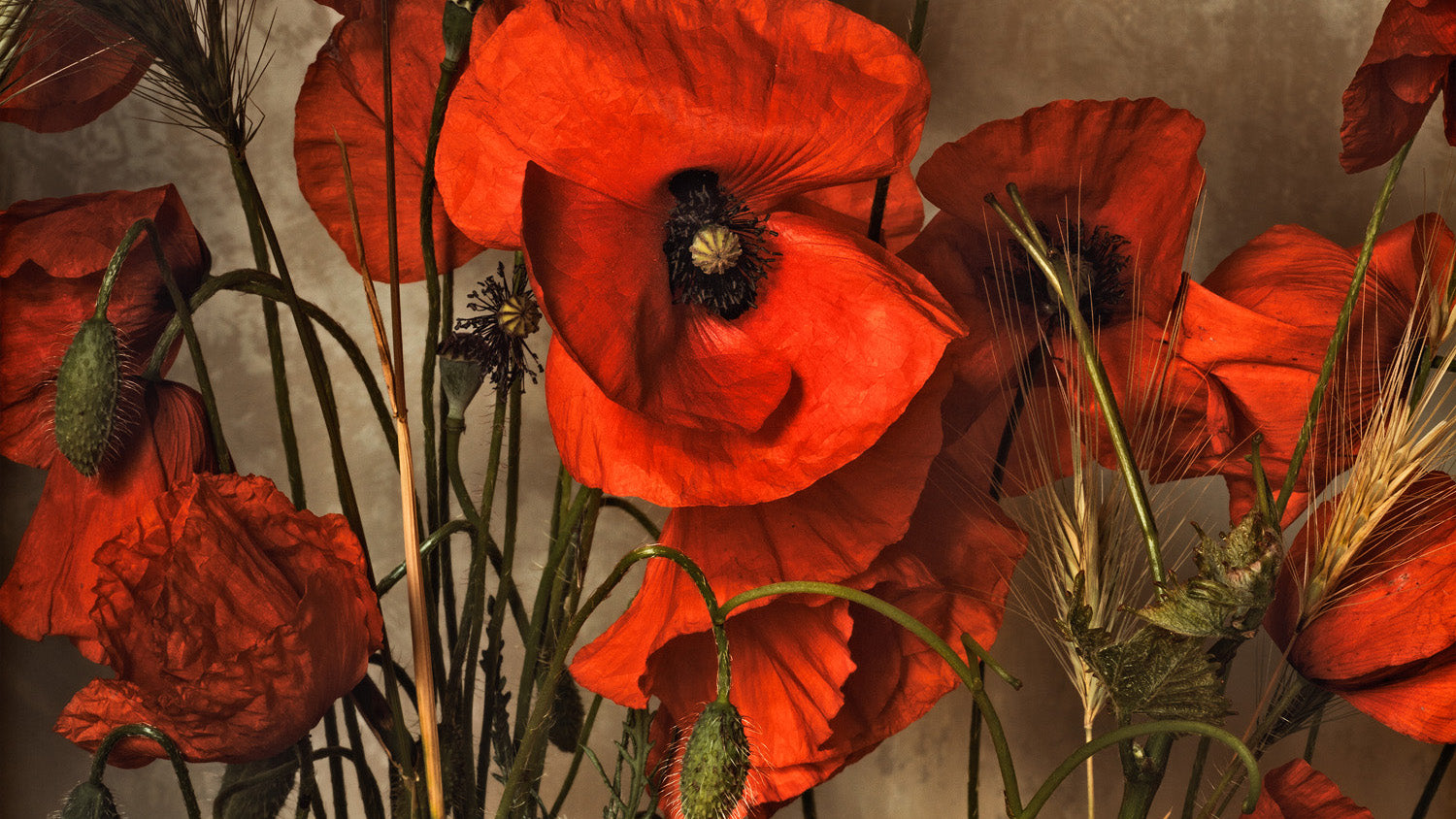 The Flowers of Provence Exhibition – Jamie Beck