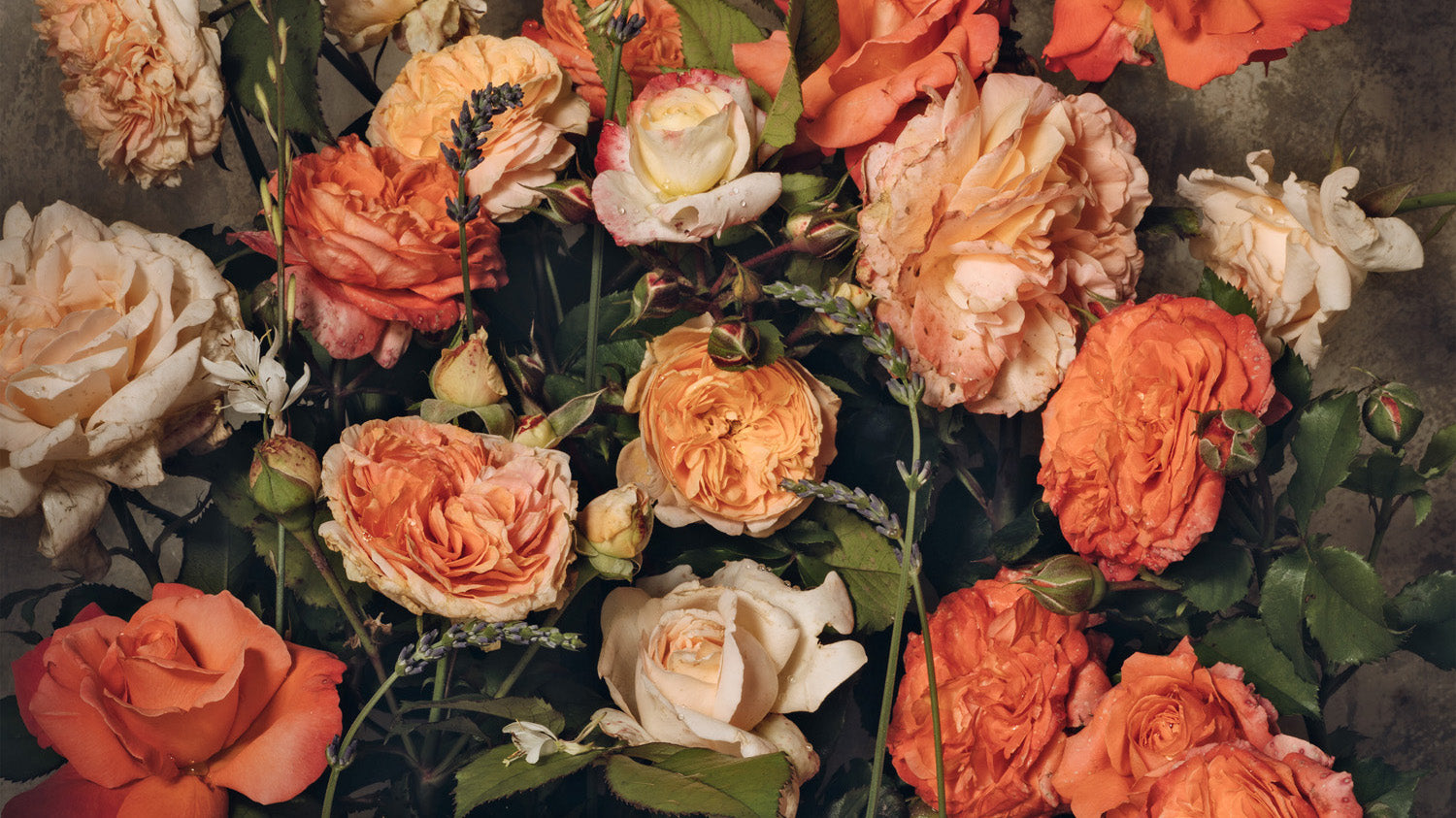 The Flowers of Provence Exhibition – Jamie Beck