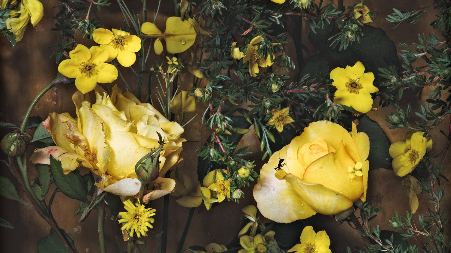 The Flowers of Provence Exhibition – Jamie Beck