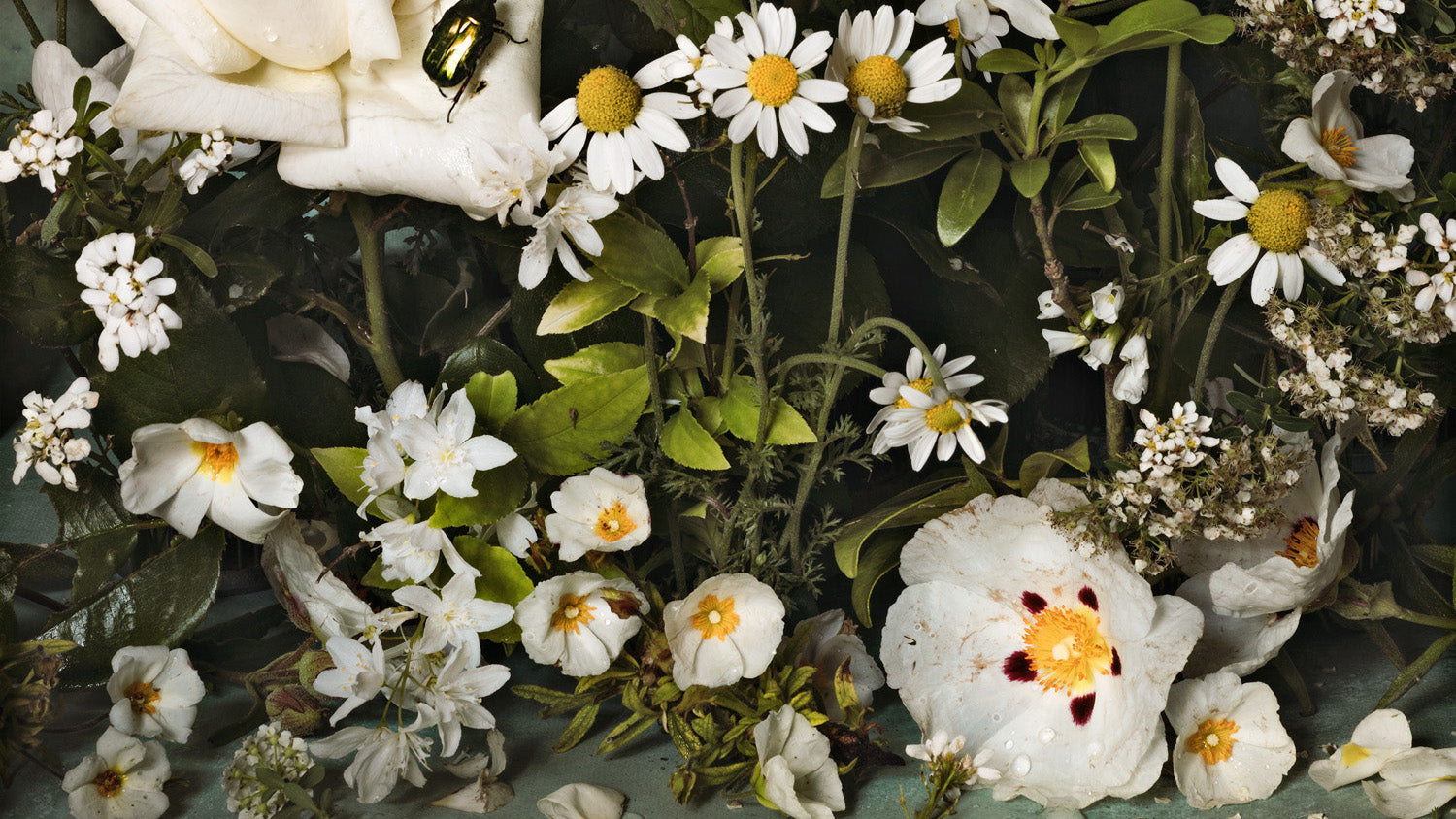 The Flowers of Provence Exhibition – Jamie Beck