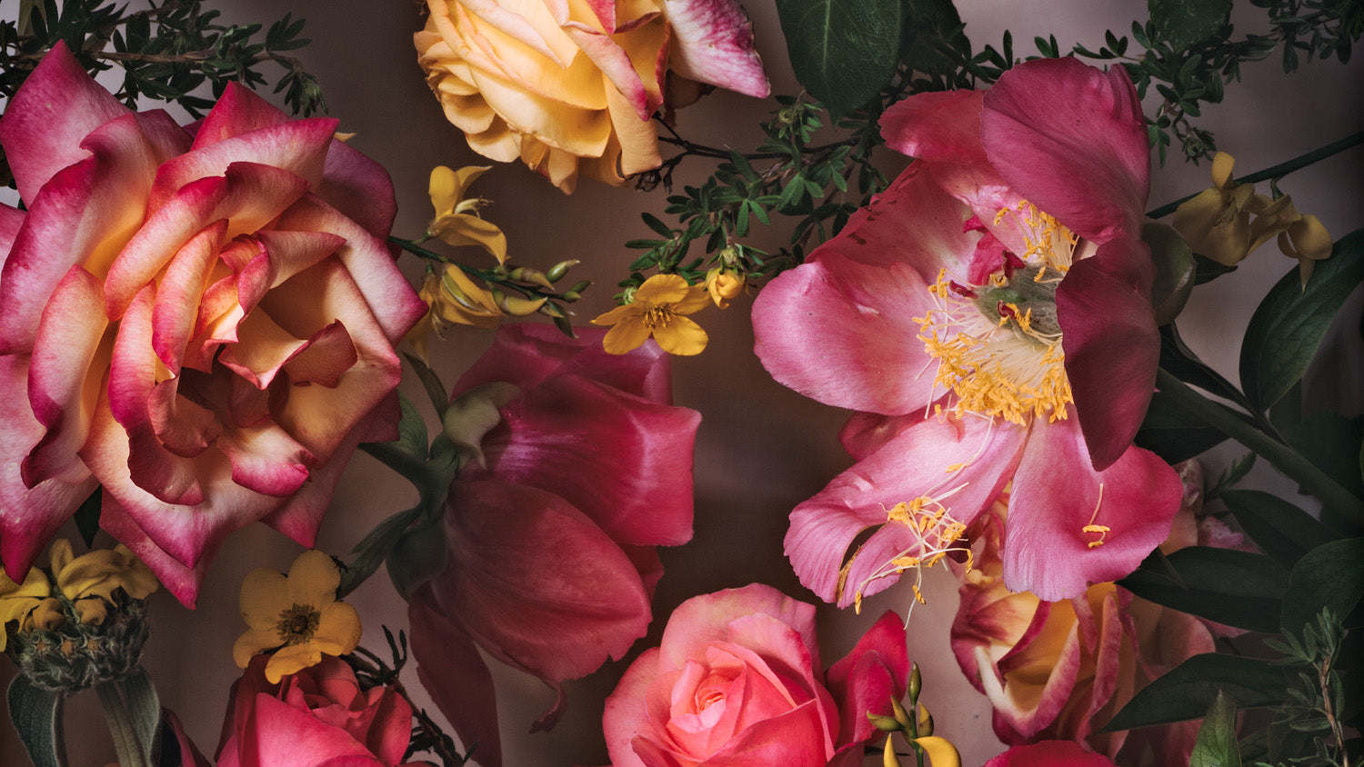 The Flowers of Provence Exhibition – Jamie Beck