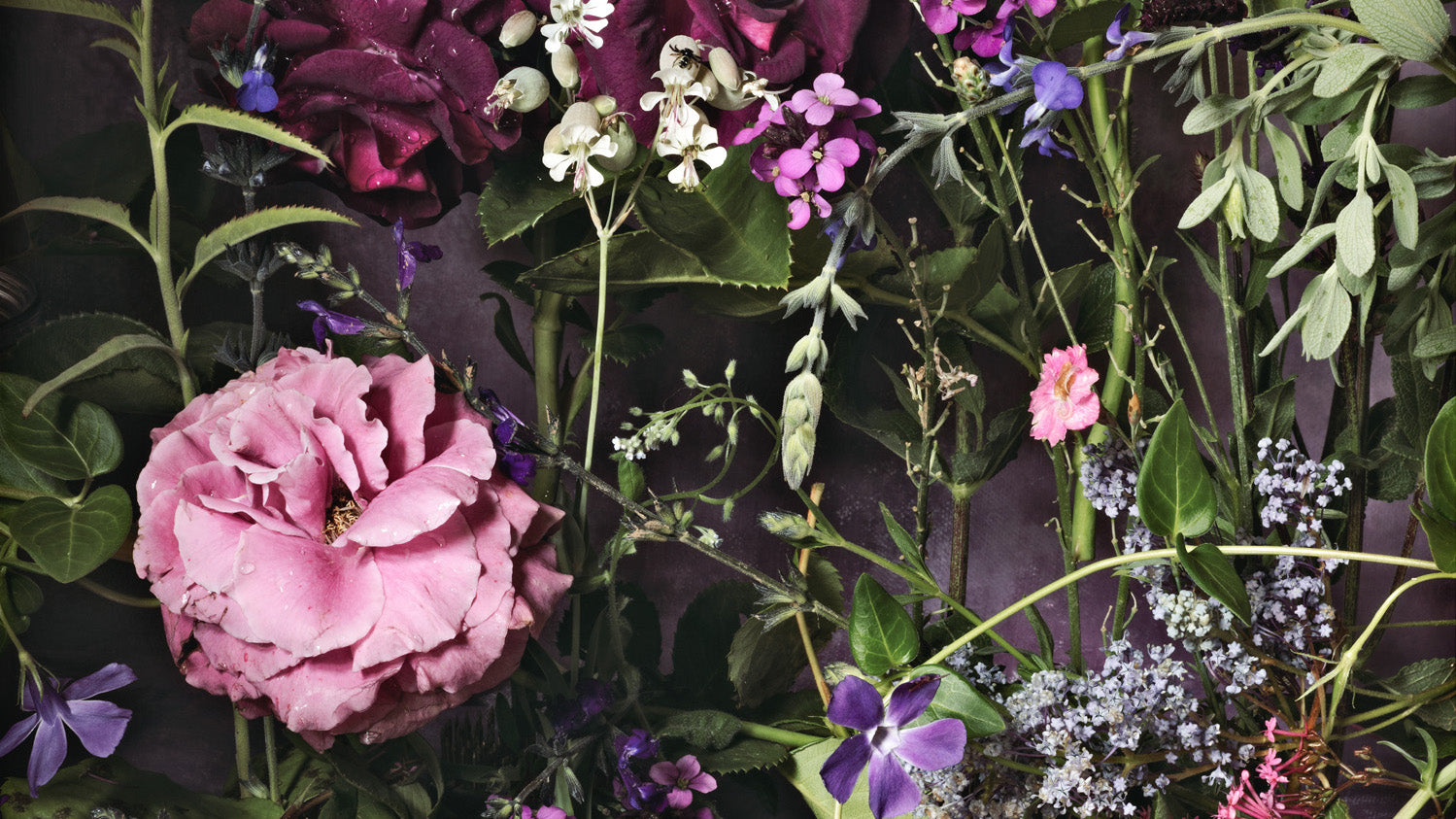 The Flowers of Provence Exhibition – Jamie Beck