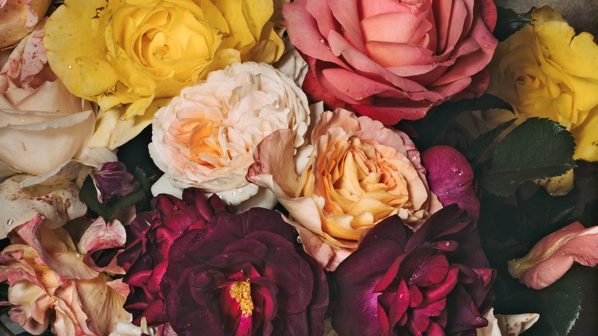 Floral Candy – Jamie Beck