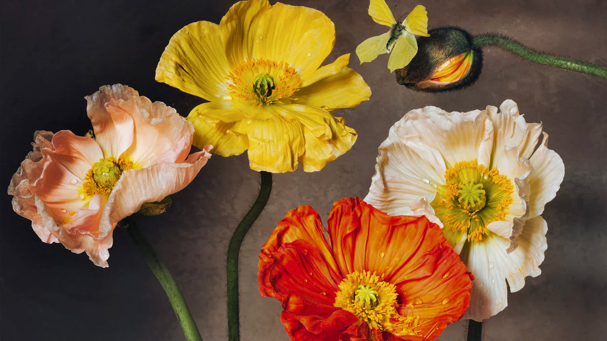 The Flowers of Provence Book Cover – Jamie Beck