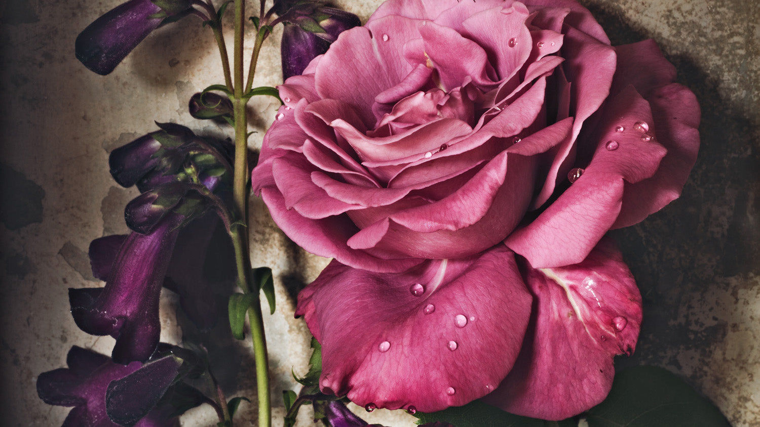 The Flowers of Provence Exhibition – Jamie Beck