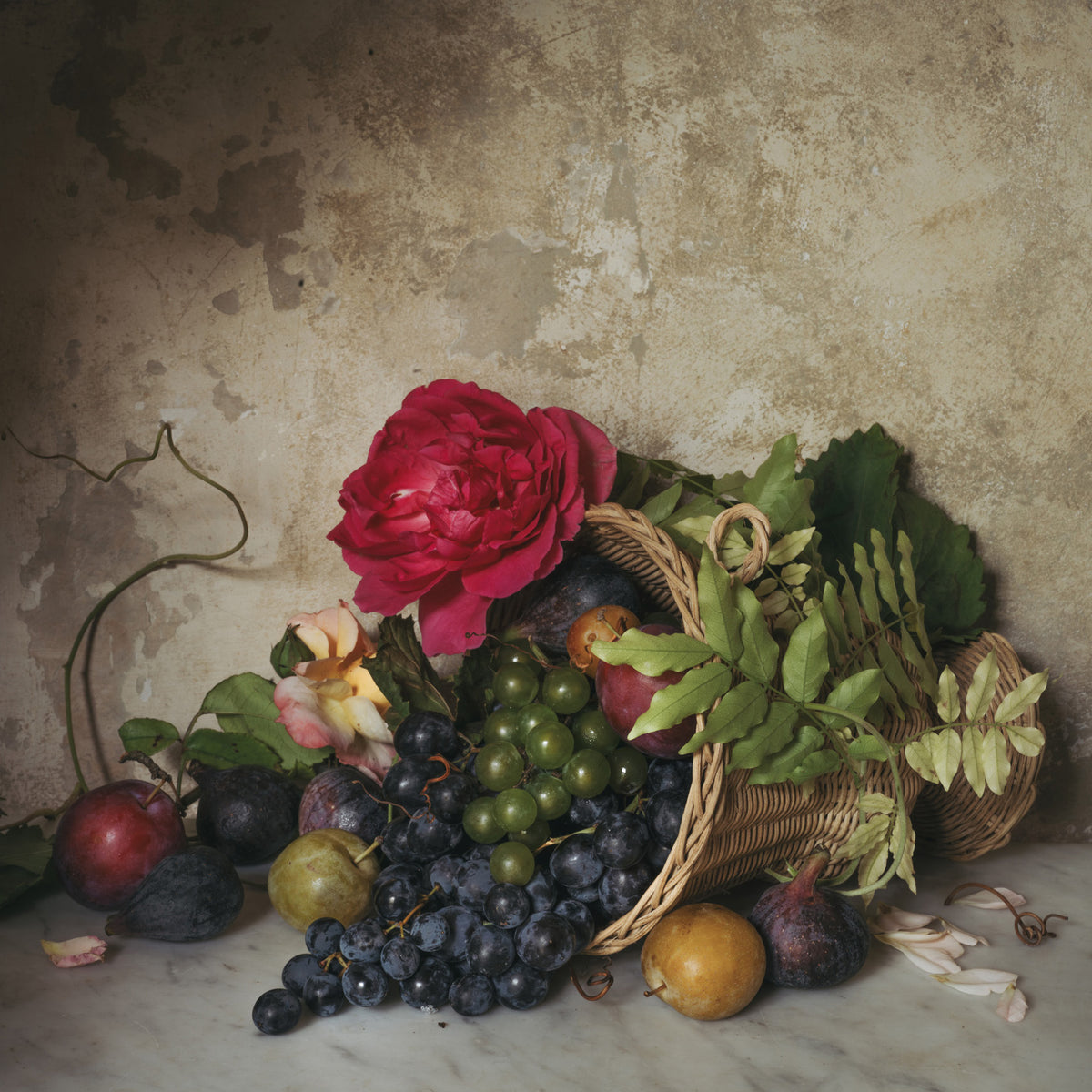 Cornucopia Print – Jamie Beck