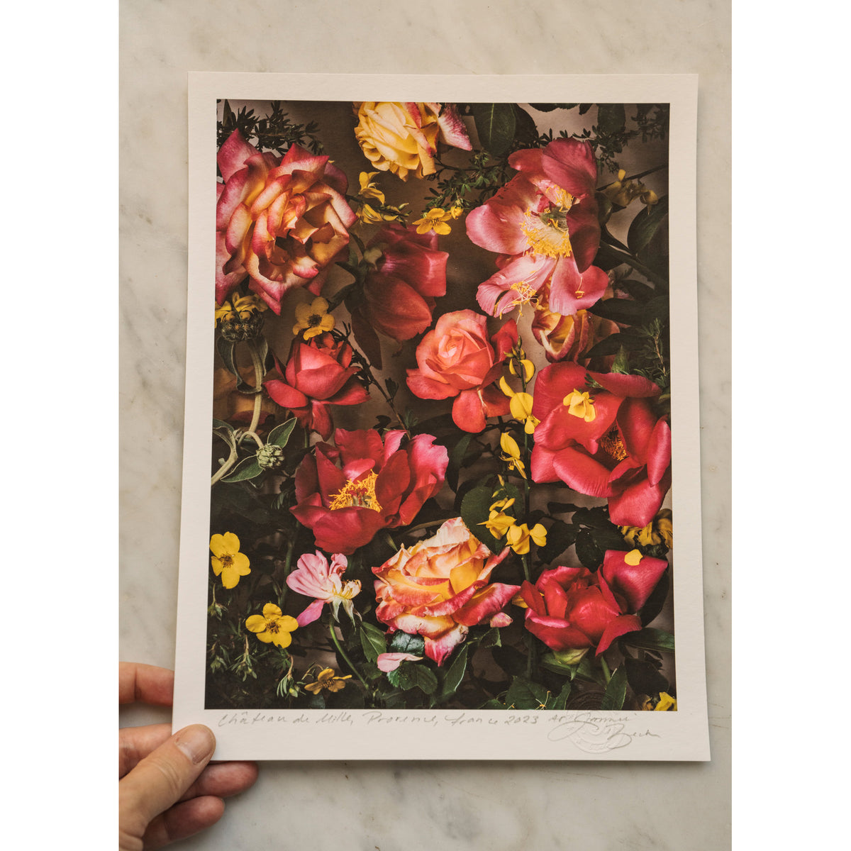 Jamie Beck Fine Art Print - The Flowers of Provence