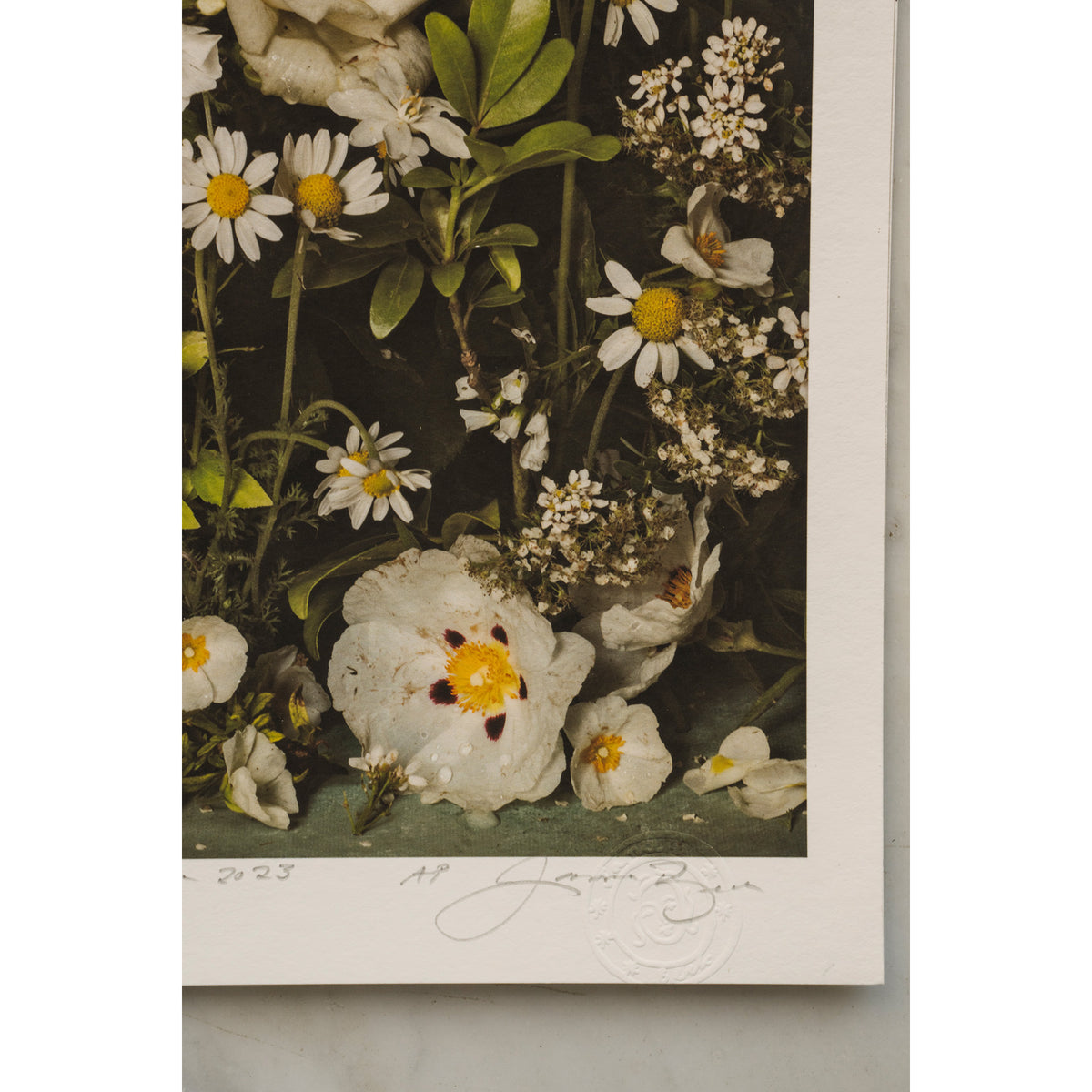 Jamie Beck Fine Art Print - The Flowers of Provence