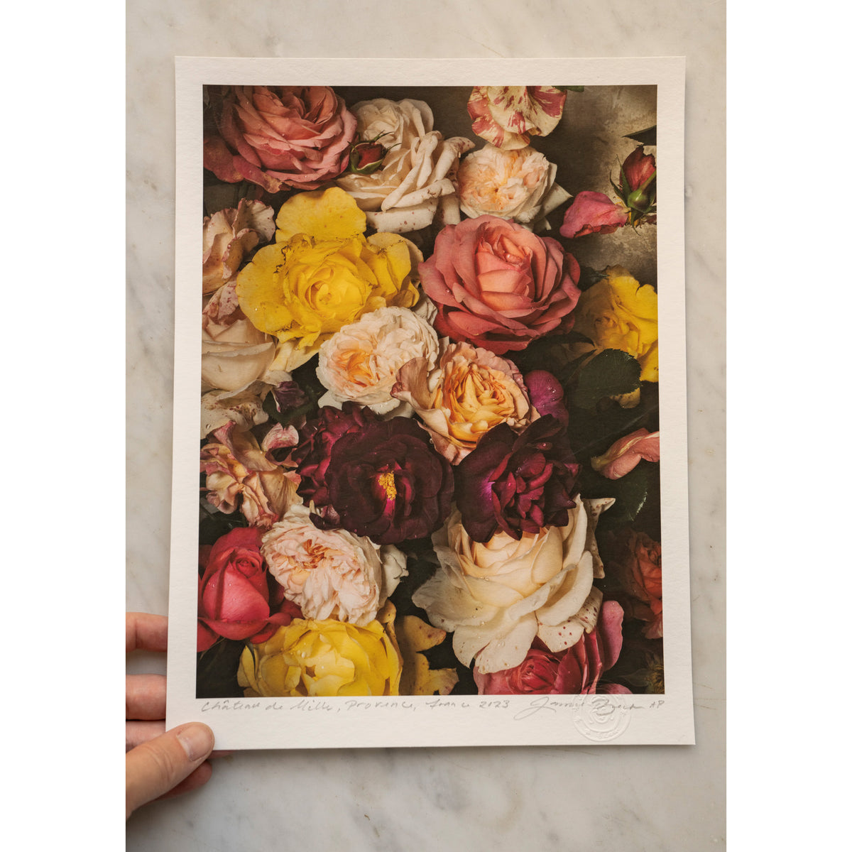 Jamie Beck Fine Art Print - The Flowers of Provence