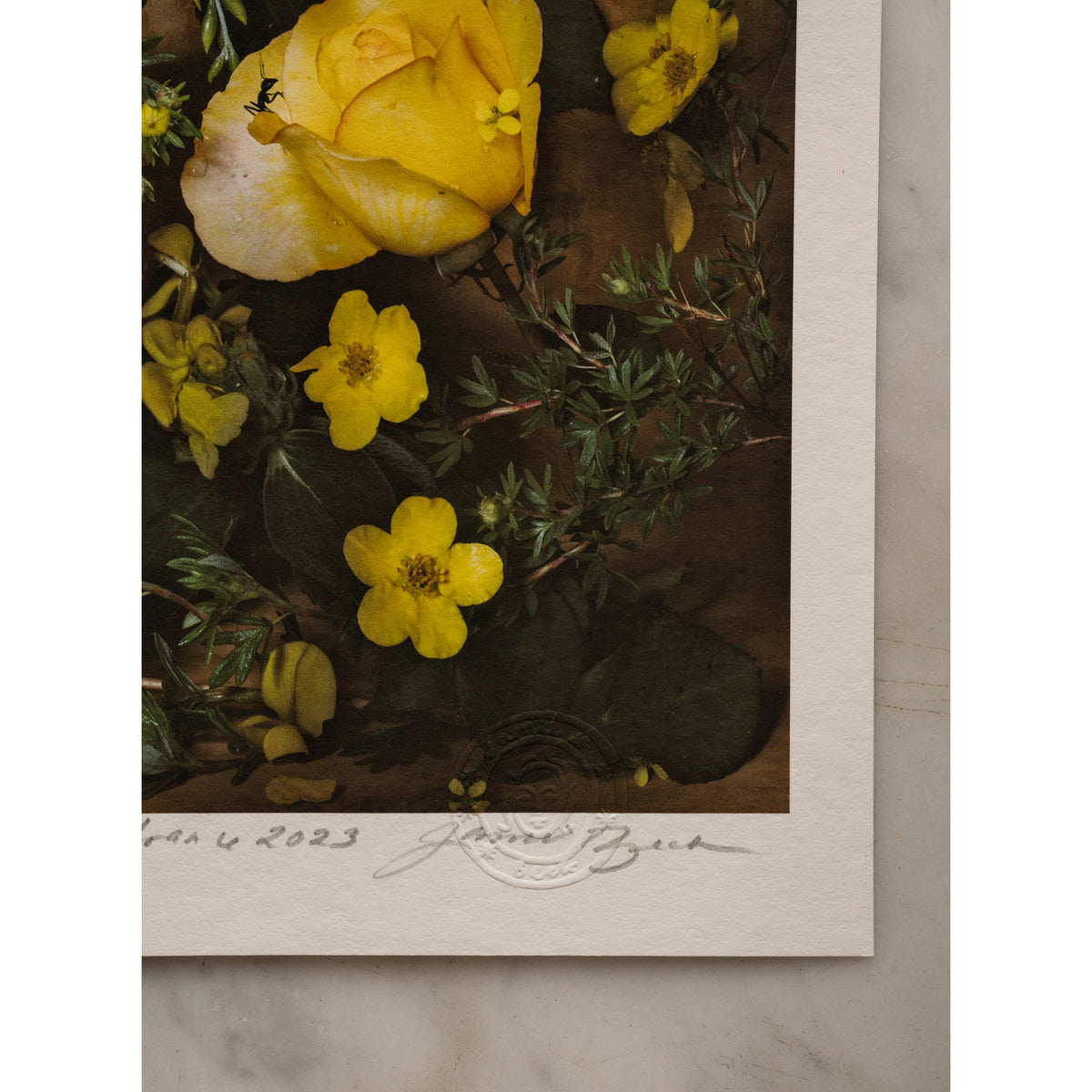 Jamie Beck Fine Art Print - The Flowers of Provence