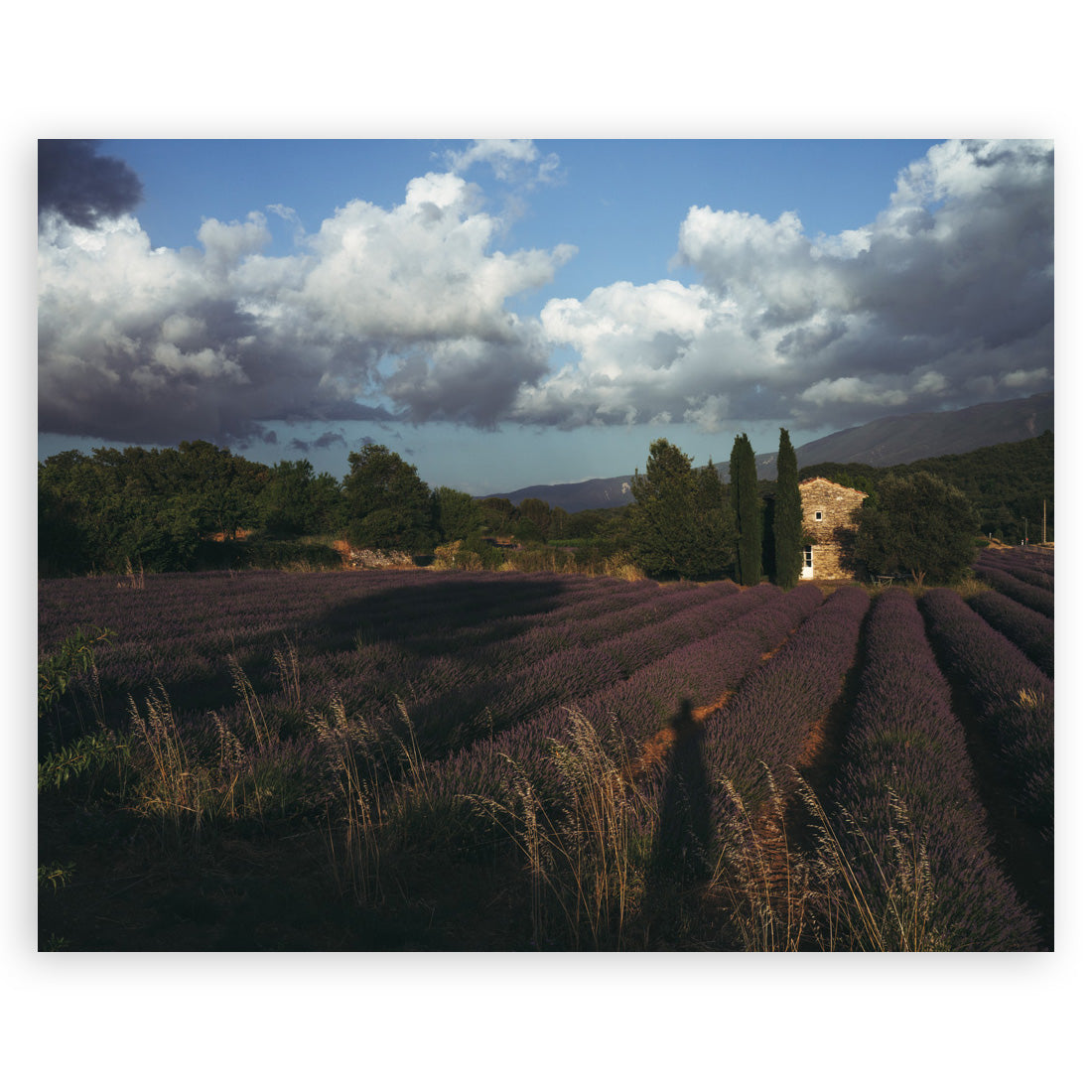 The Flowers of Provence • Page 202-203 • Small Poster – Jamie Beck