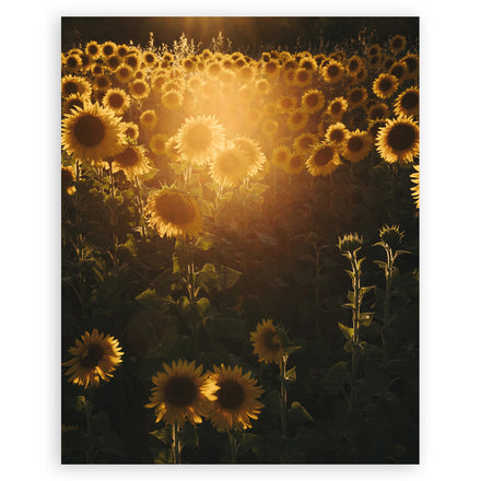 The Flowers of Provence • Book Posters – Jamie Beck