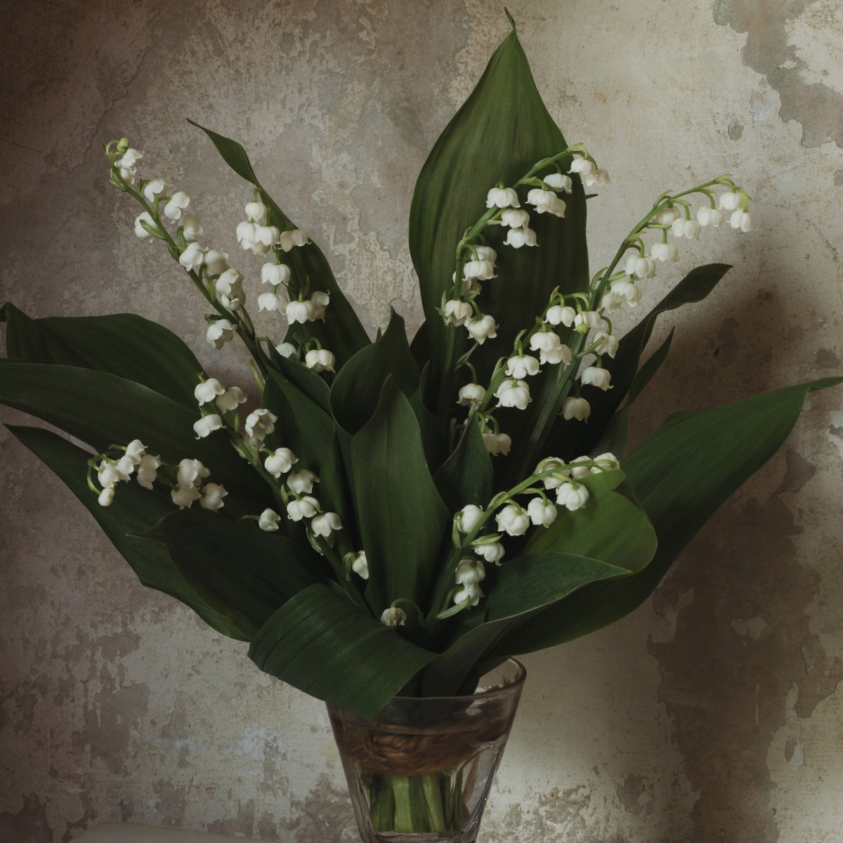Lily of the Valley II • Print – Jamie Beck