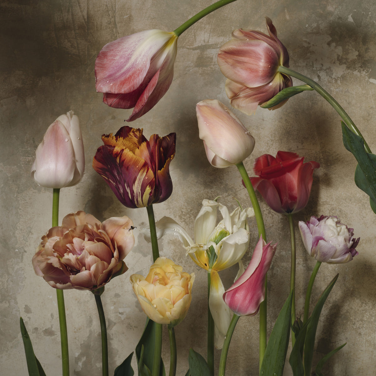 Passion for Tulips Dramatic Print – Jamie Beck