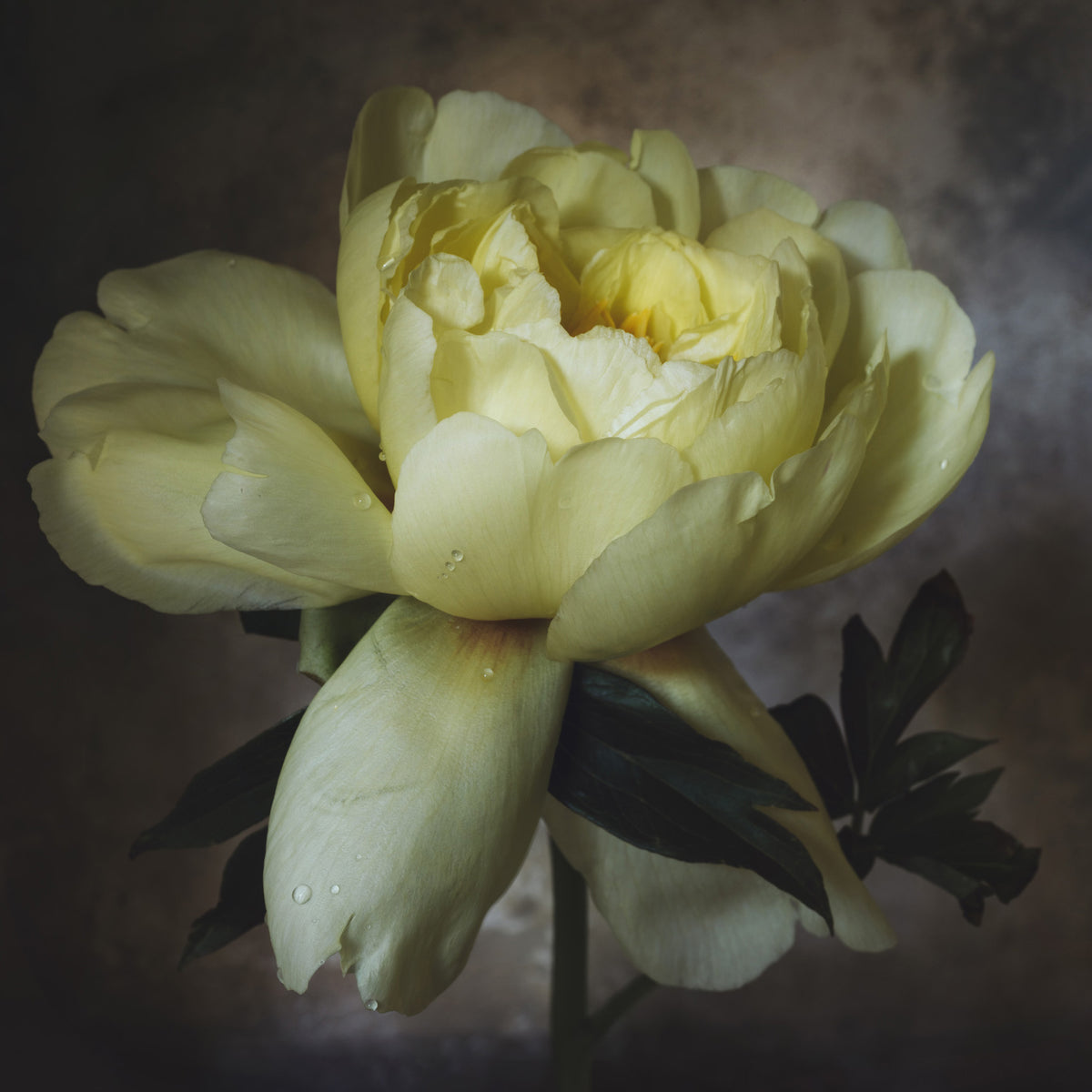 Peony Yellow Print – Jamie Beck