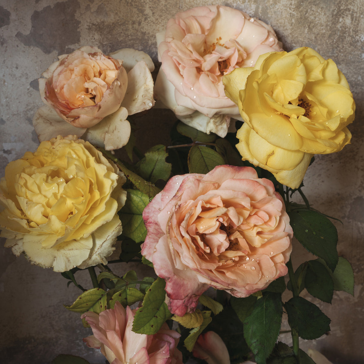 Roses Family Print – Jamie Beck