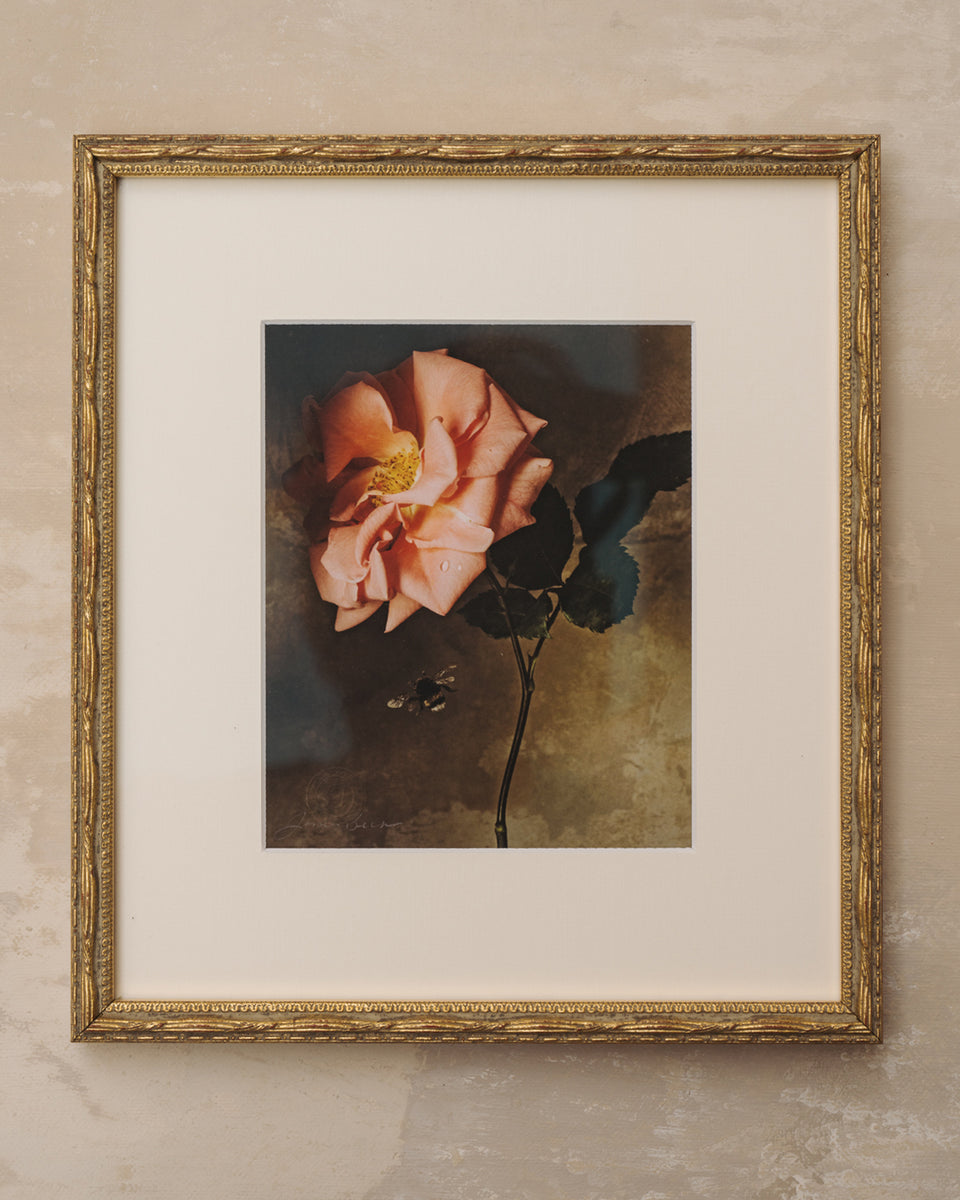 Framed Masterwork - Rose Month Day Four – Jamie Beck